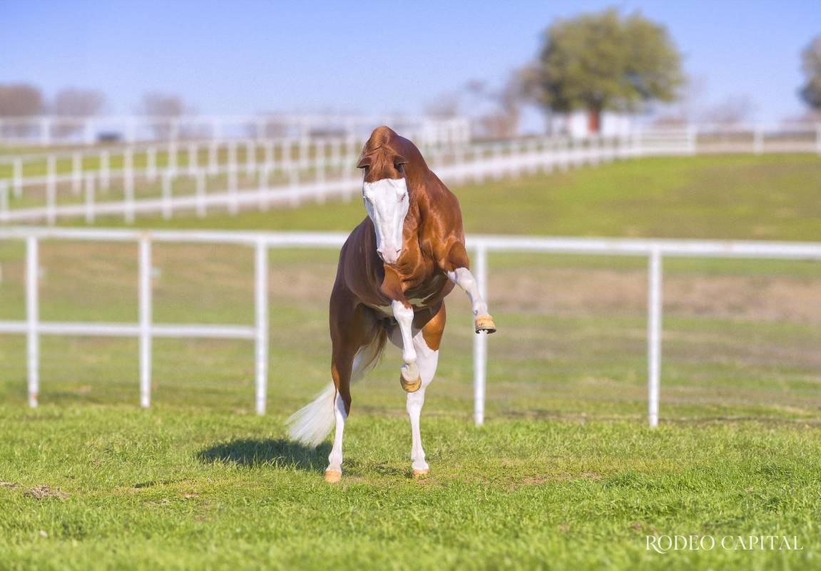 Caballos leyenda: Gunner, el legado de un campeón