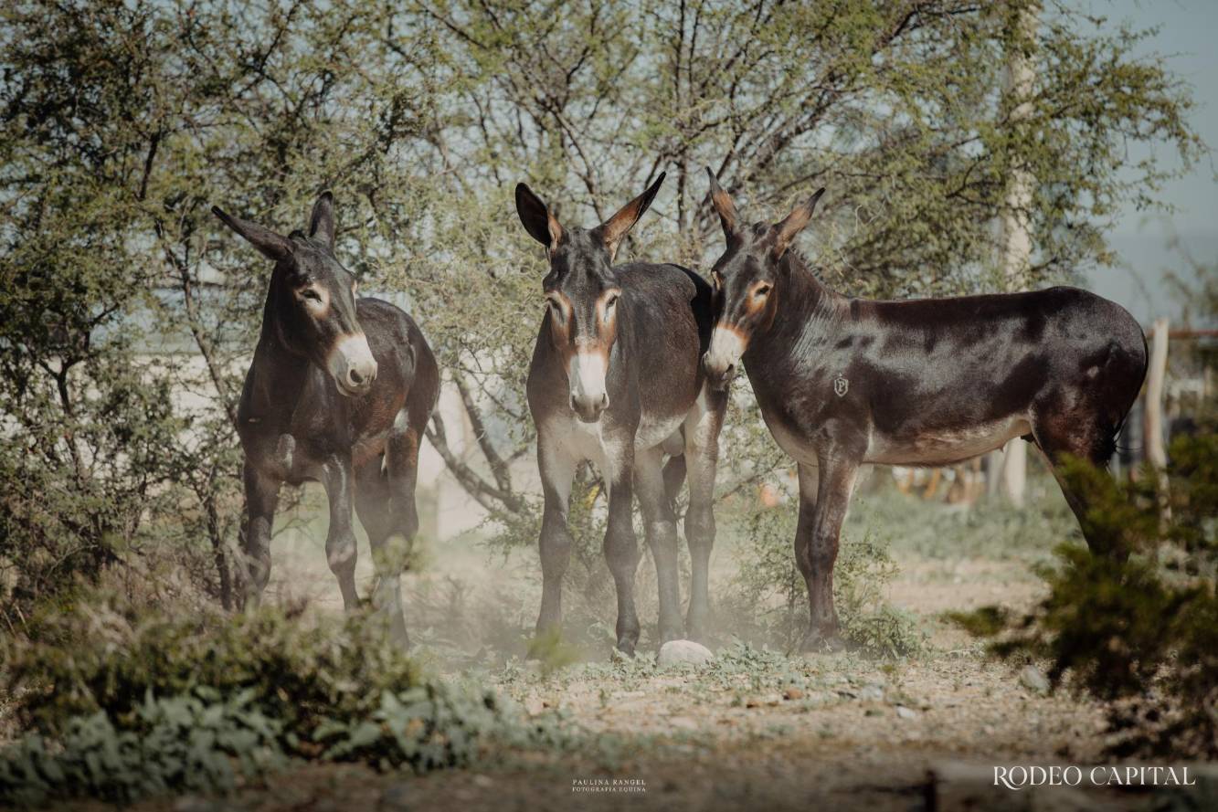 Nuestros Expertos: híbridos especiales, burros manaderos y caballo burrero