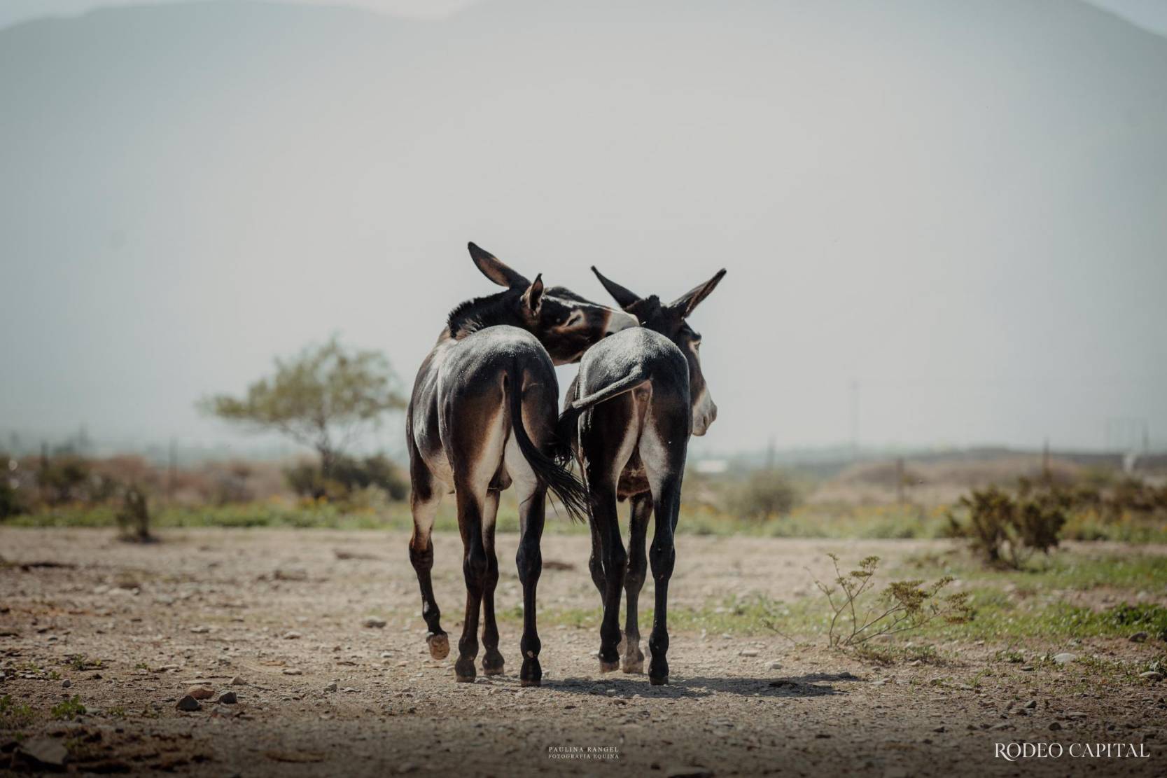 Nuestros Expertos: híbridos especiales, burros manaderos y caballo burrero