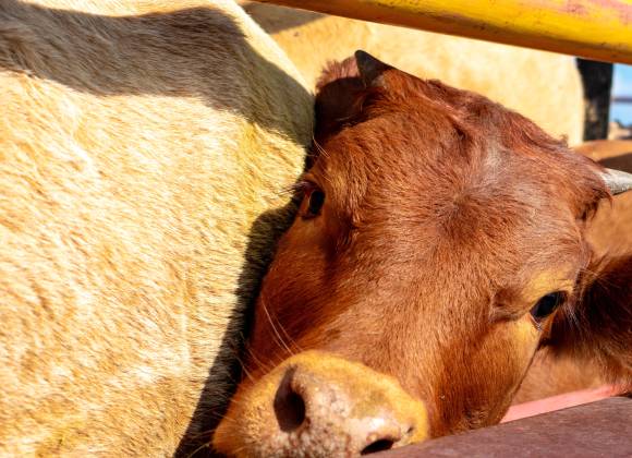 Tom Lasater y su legado de innovación y manejo ecológico en la ganadería
