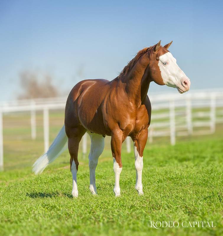 Caballos leyenda: Gunner, el legado de un campeón